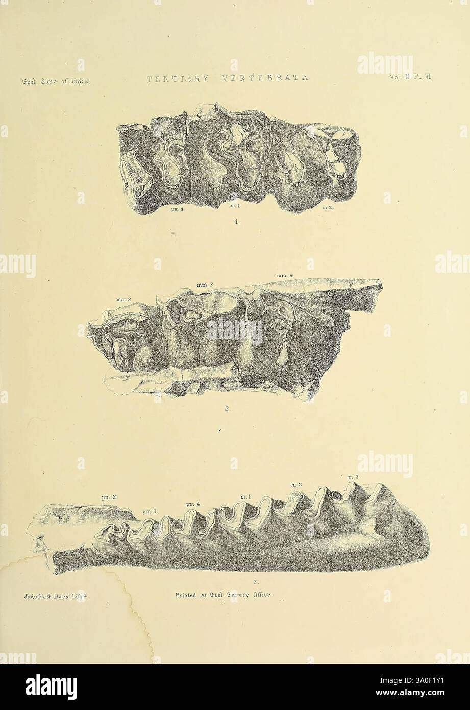 Indian Tertiary and Post Tertiary Vertebrata, Calcutta, Geological ...