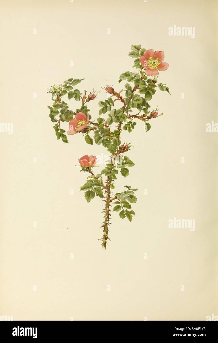 The genus Rosa, 1914, roses, botany, Rosa, A intricately detailed ...