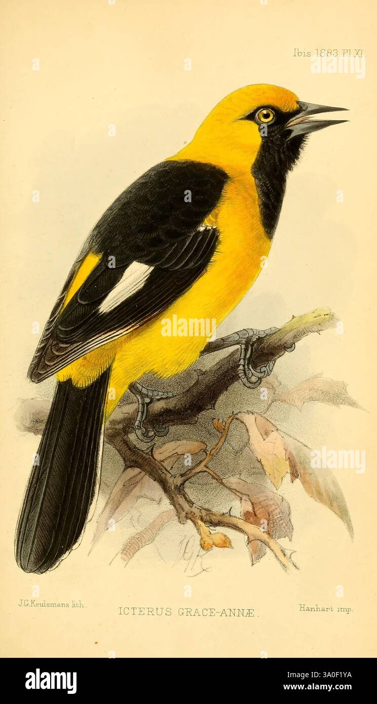 Ibis, London, Published, British Ornithologists' Union, Academic Press ...