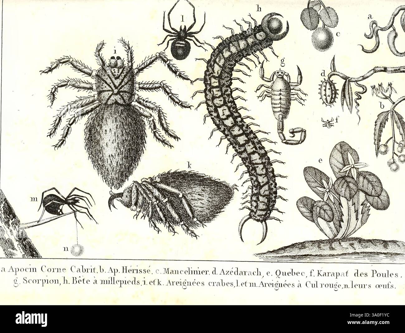 1809 haiti naturalhistory toussaintlouverture scientificexpediti hi-res ...