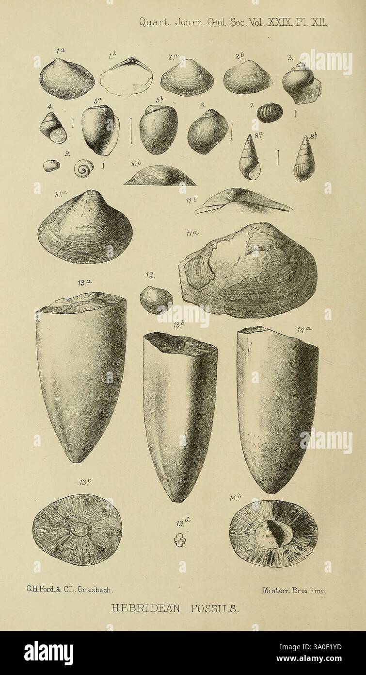 Different types of mollusks hi-res stock photography and images - Alamy