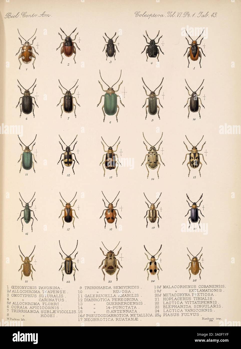 Total of twenty different beetles hi-res stock photography and images ...