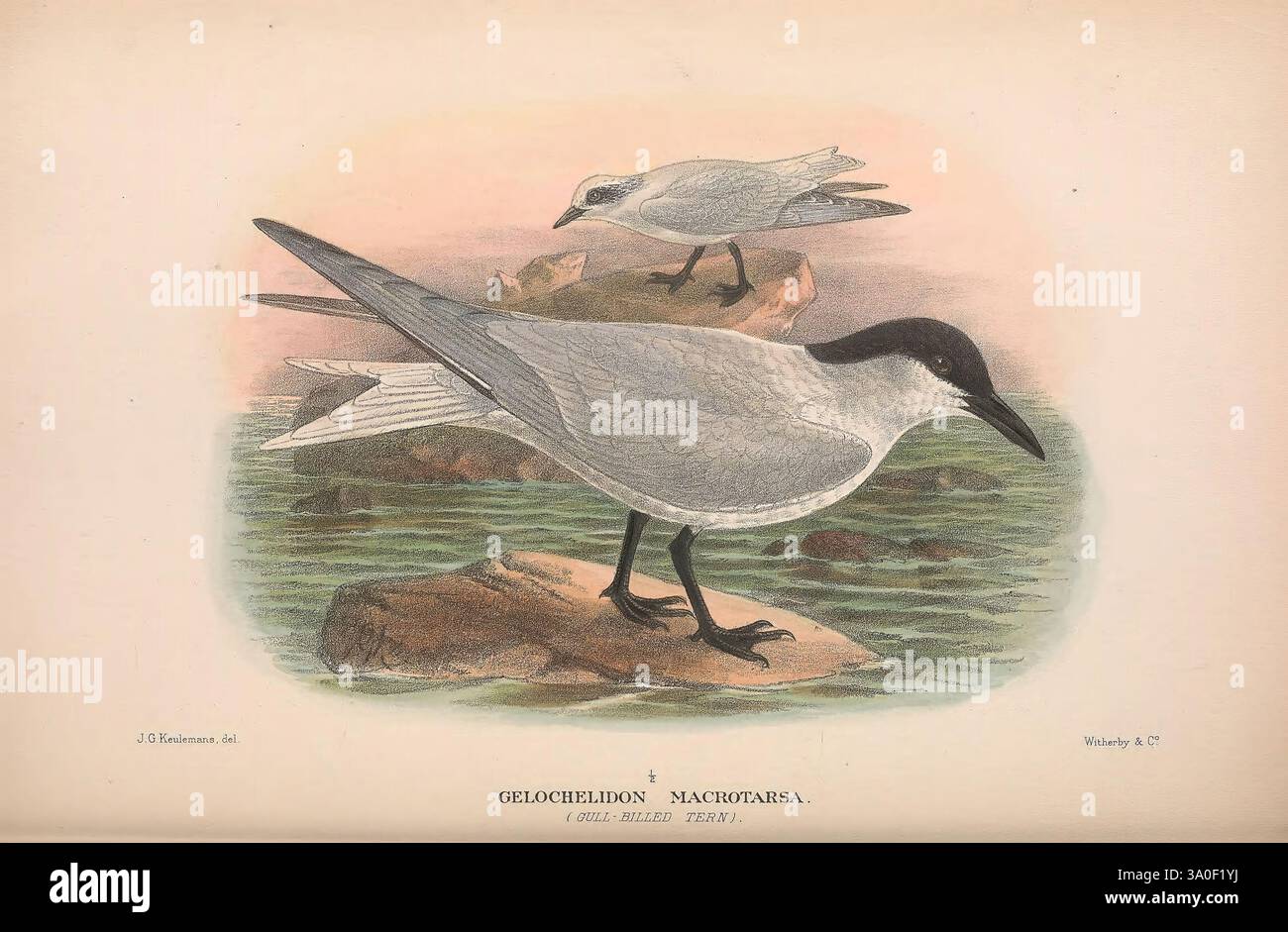 Illustration showcases two species of birds hi-res stock photography ...