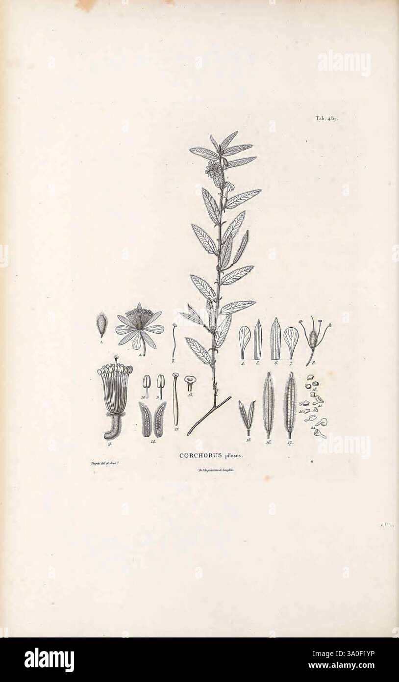 Labeled diagrams of floral elements hi-res stock photography and images ...
