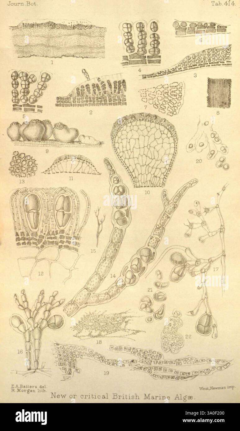 Depict various forms of british marine algae hi-res stock photography and images - Alamy