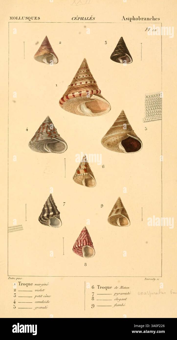 Malacozoaires, ou, Animaux mollusques A Paris, Chez F.-G. Levrault ...