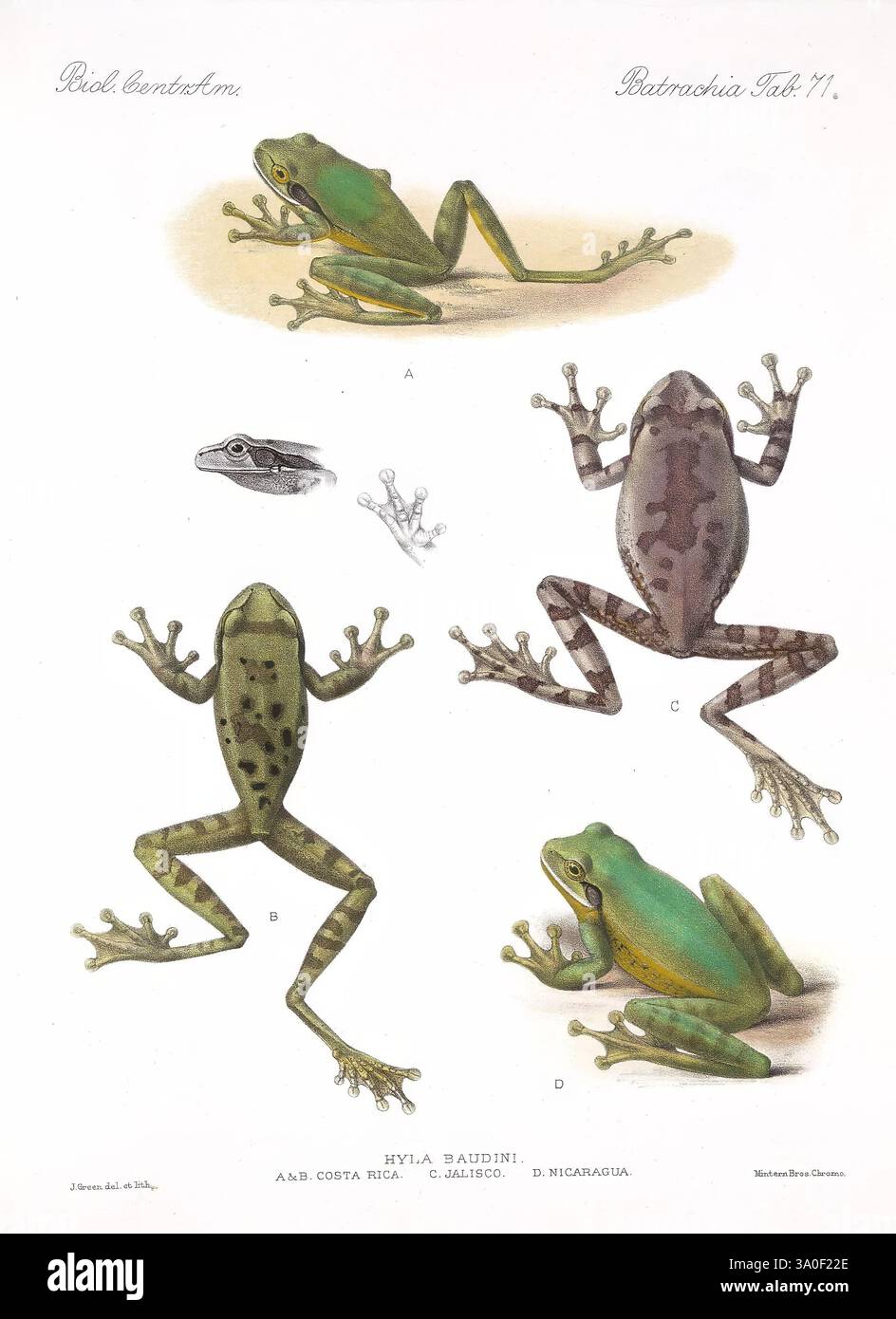 Compilation of four distinct frogs hi-res stock photography and images ...