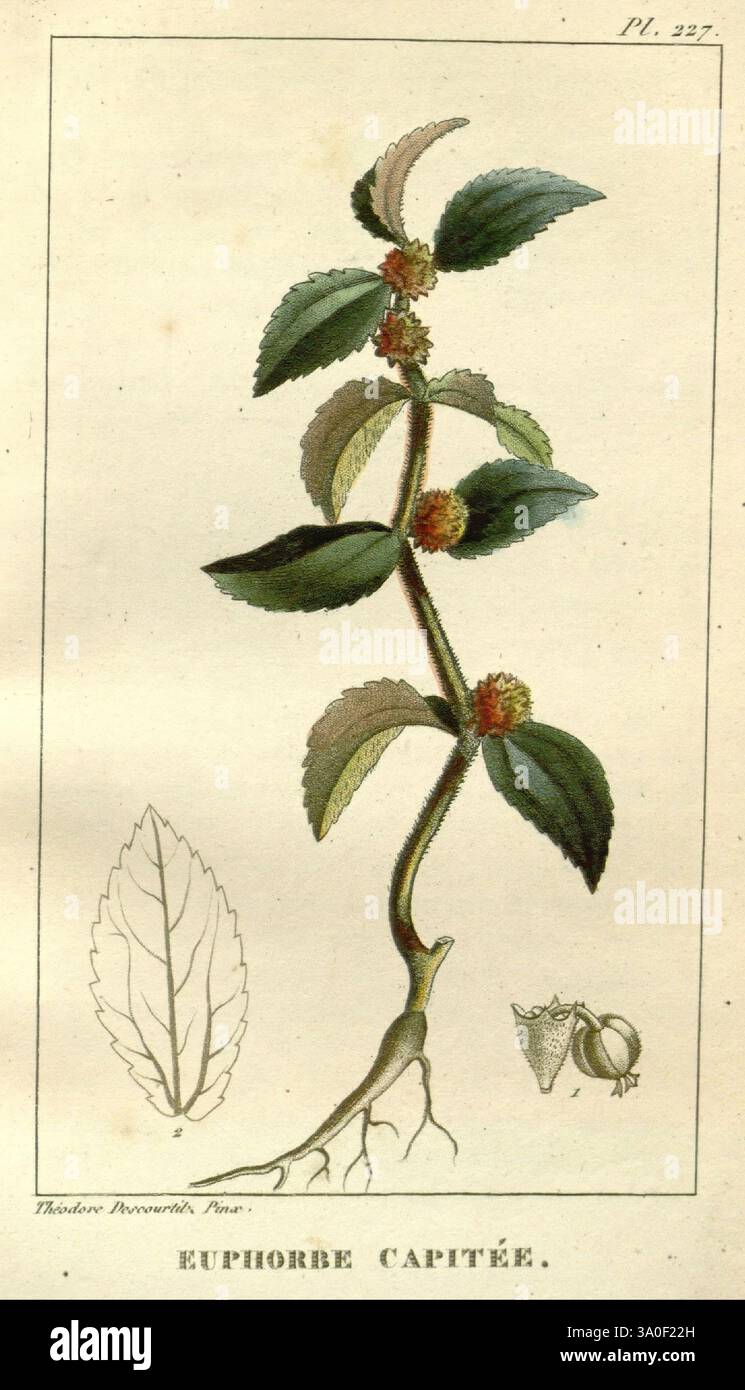 Flore médicale des Antilles, ou, Traité des plantes usuelles, Paris ...