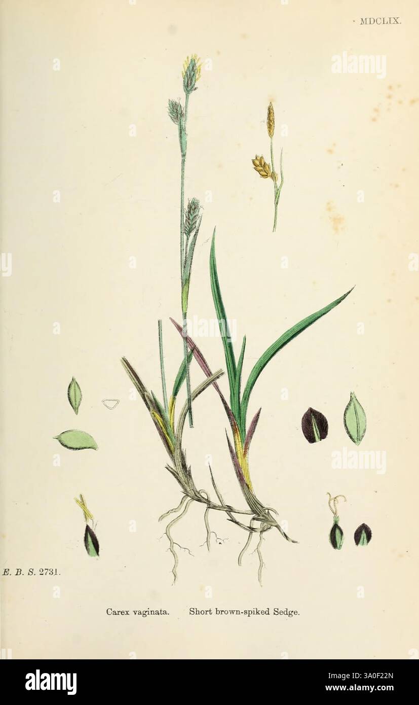 Plant carex vaginata hi-res stock photography and images - Alamy