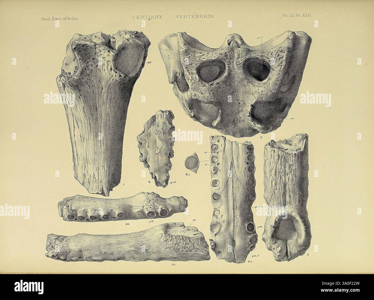 Indian, Tertiary, and, Tertiary, Vertebrata, Calcutta, Geological ...