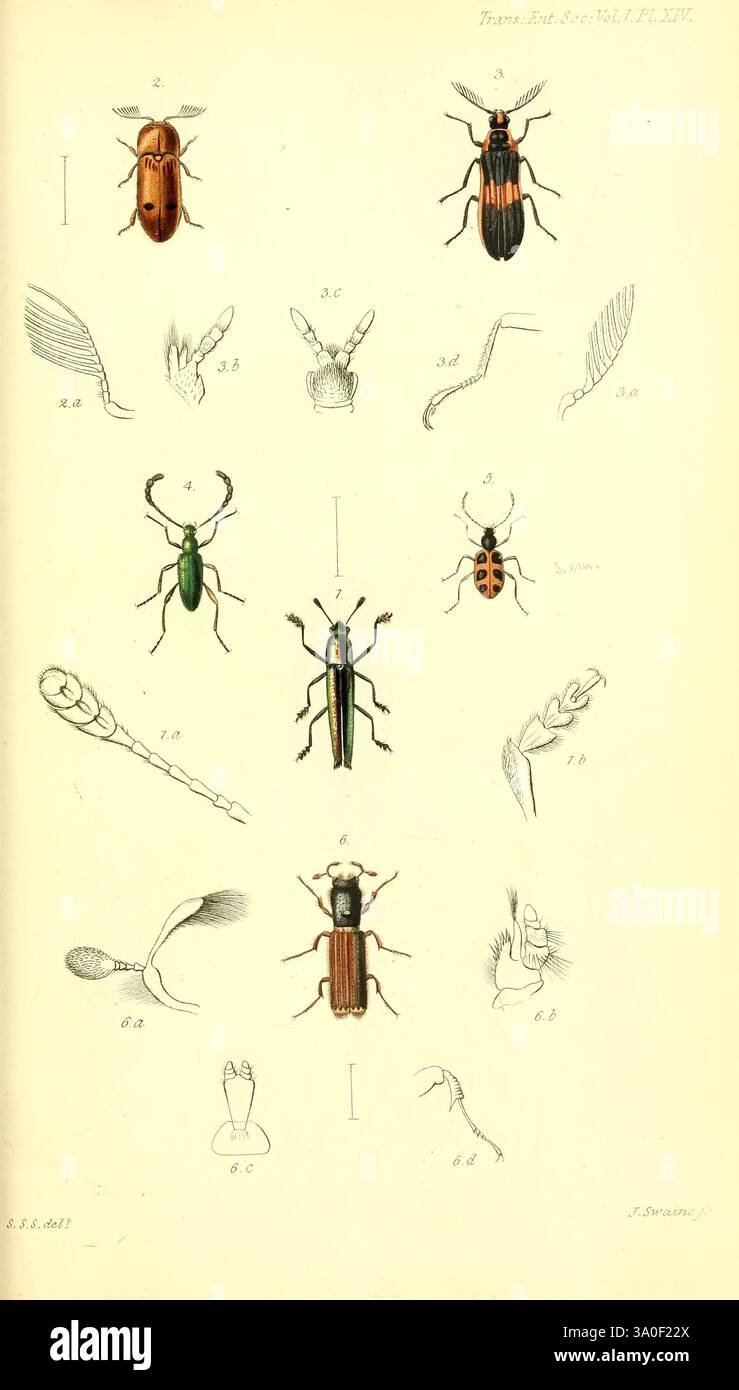 Top row features larger beetles hi-res stock photography and images - Alamy