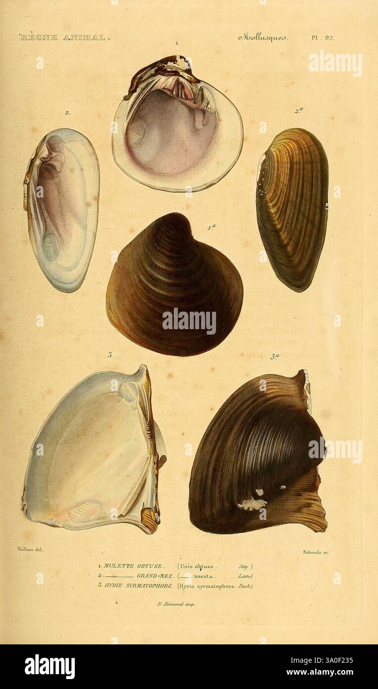 Unique characteristics of bivalves hi-res stock photography and images ...