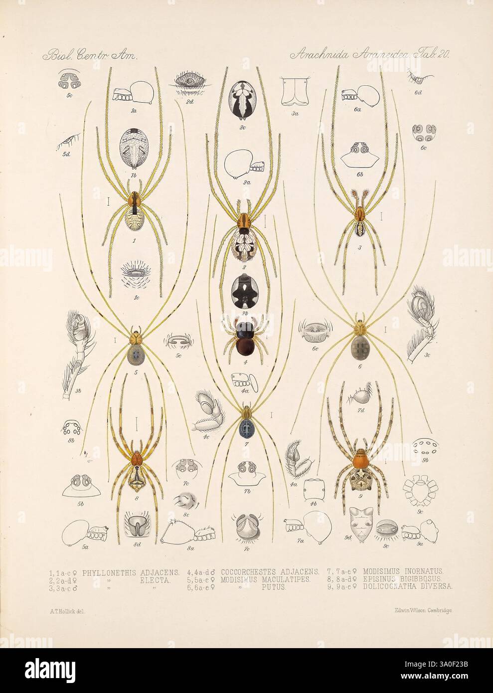 Comprehensive overview of spider morphology hi-res stock photography ...