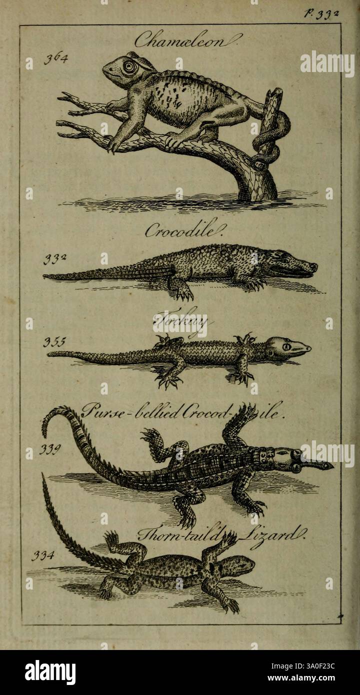 Rose billed crocodile hi-res stock photography and images - Alamy