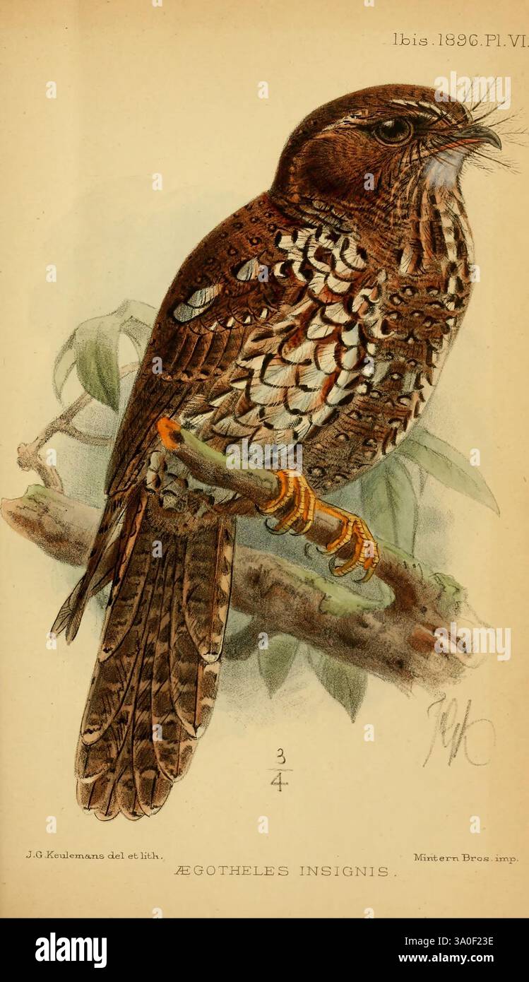 Birds chest displays hi-res stock photography and images - Alamy