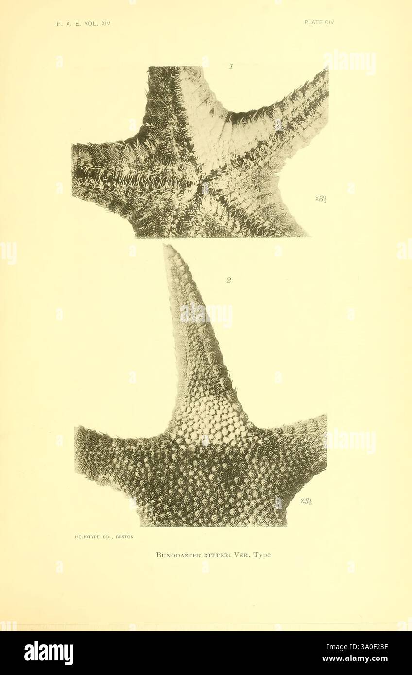 Two detailed illustrations of starfish hi-res stock photography and images - Alamy