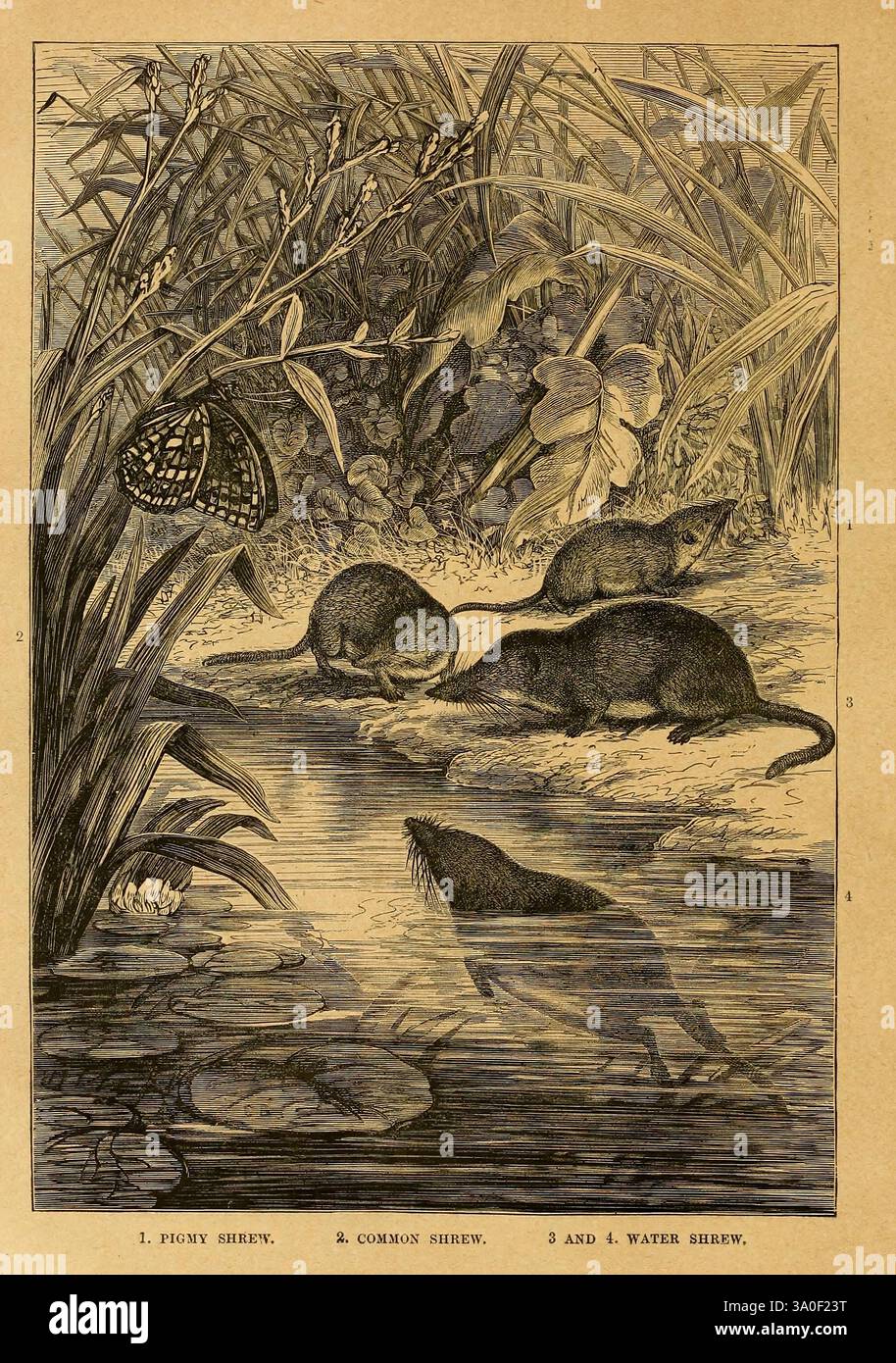 Shapes of two shrews hi-res stock photography and images - Alamy