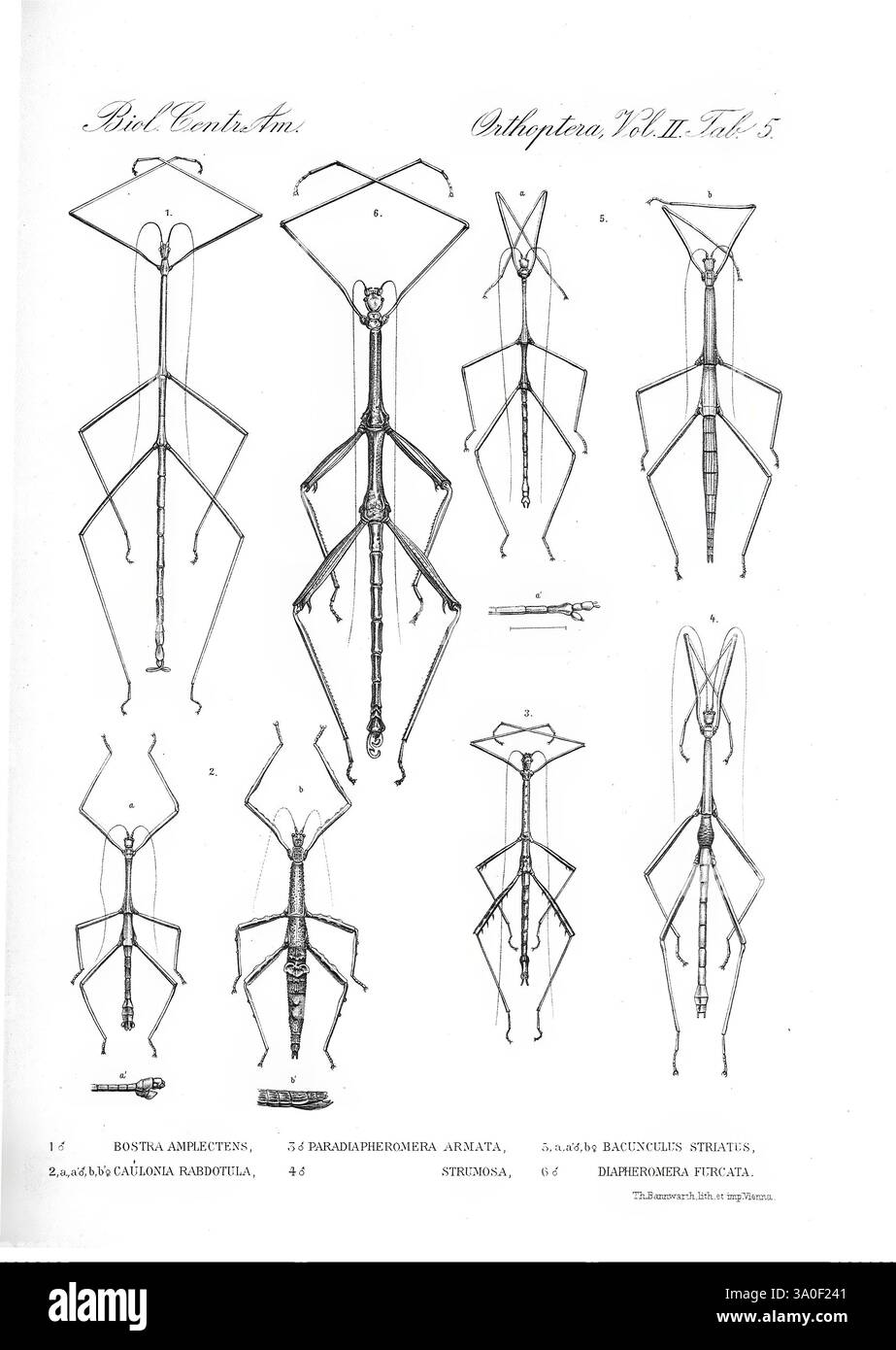 Unique limb structures hi-res stock photography and images - Alamy