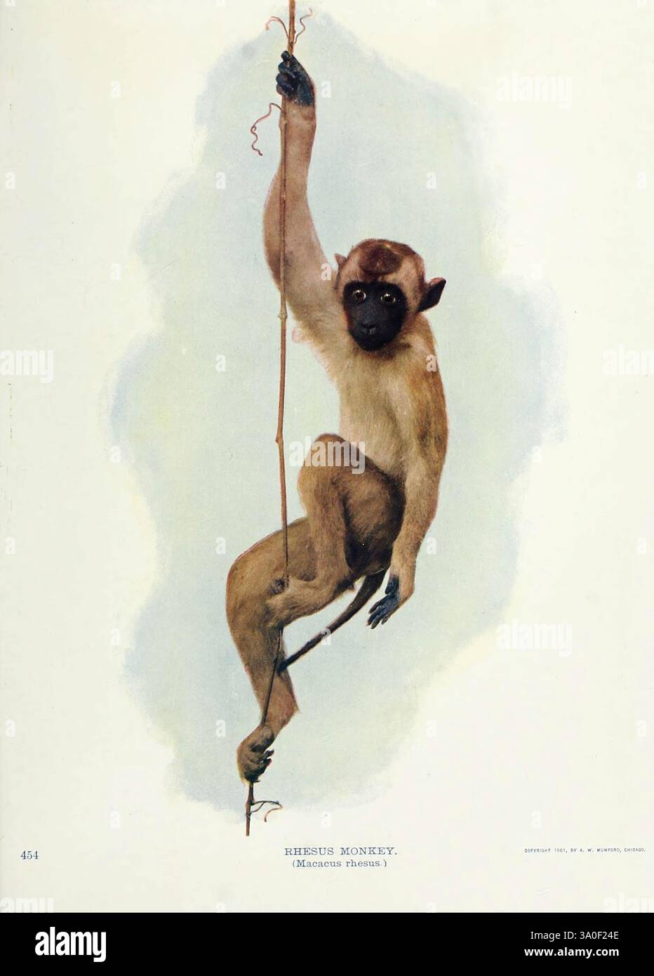 Vine securely hi-res stock photography and images - Alamy