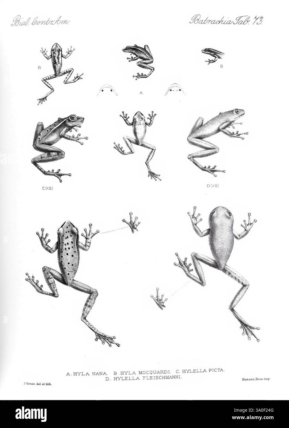 Detailed study of various frog species hi-res stock photography and ...