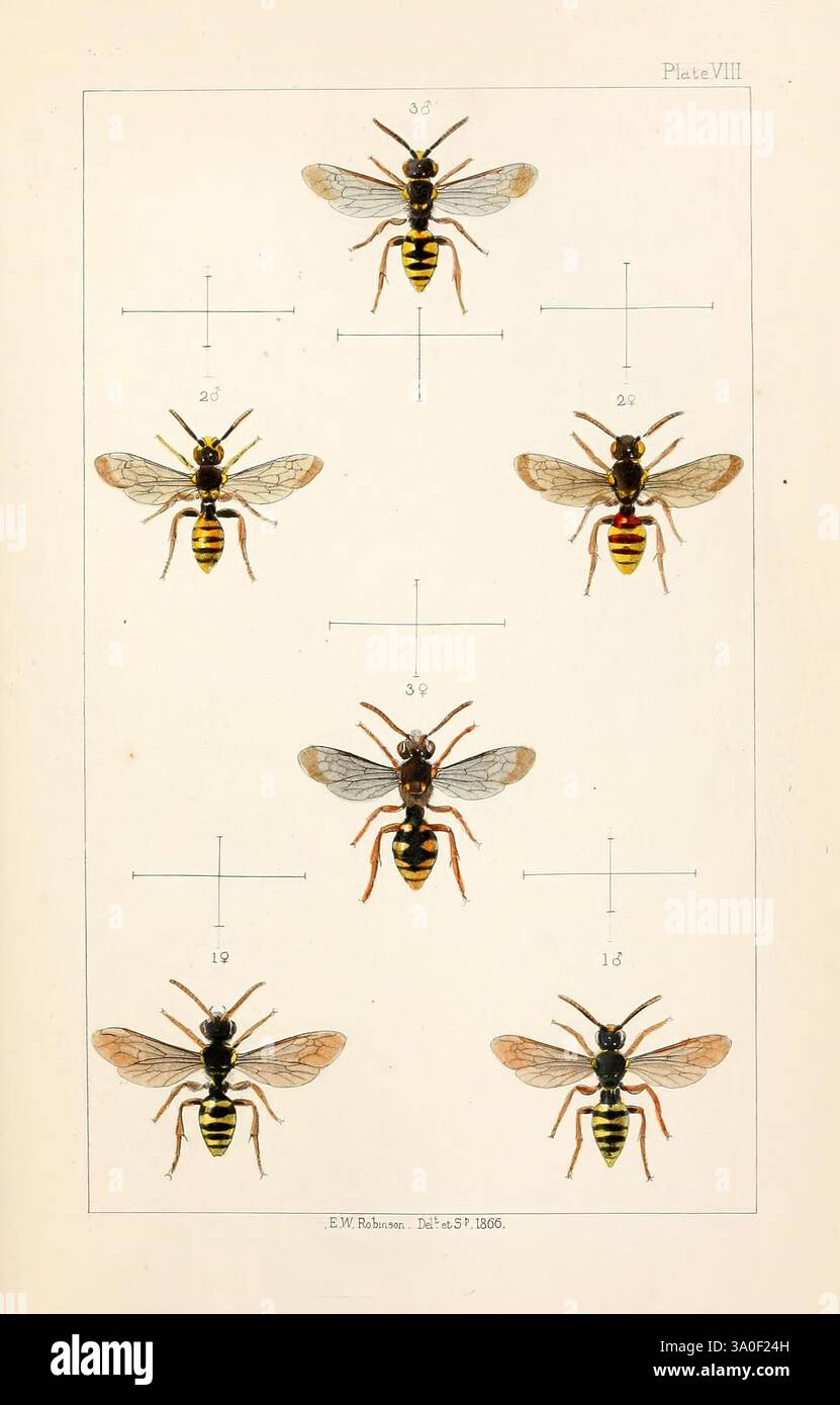 Top row displays three bees hi-res stock photography and images - Alamy