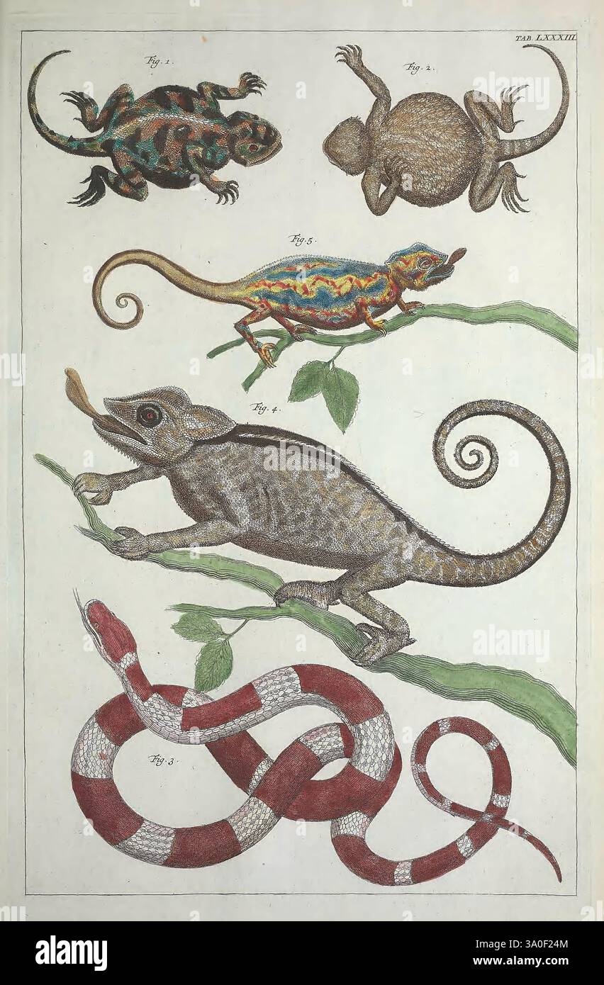 Reptilian ensemble hi-res stock photography and images - Alamy