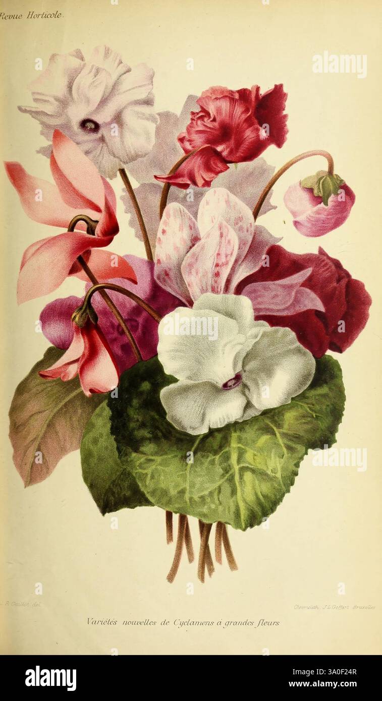 Exquisite begonias hi-res stock photography and images - Alamy