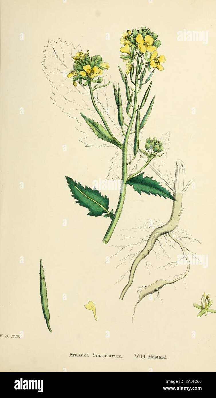 Plant species brassica sinapistrum hi-res stock photography and images ...