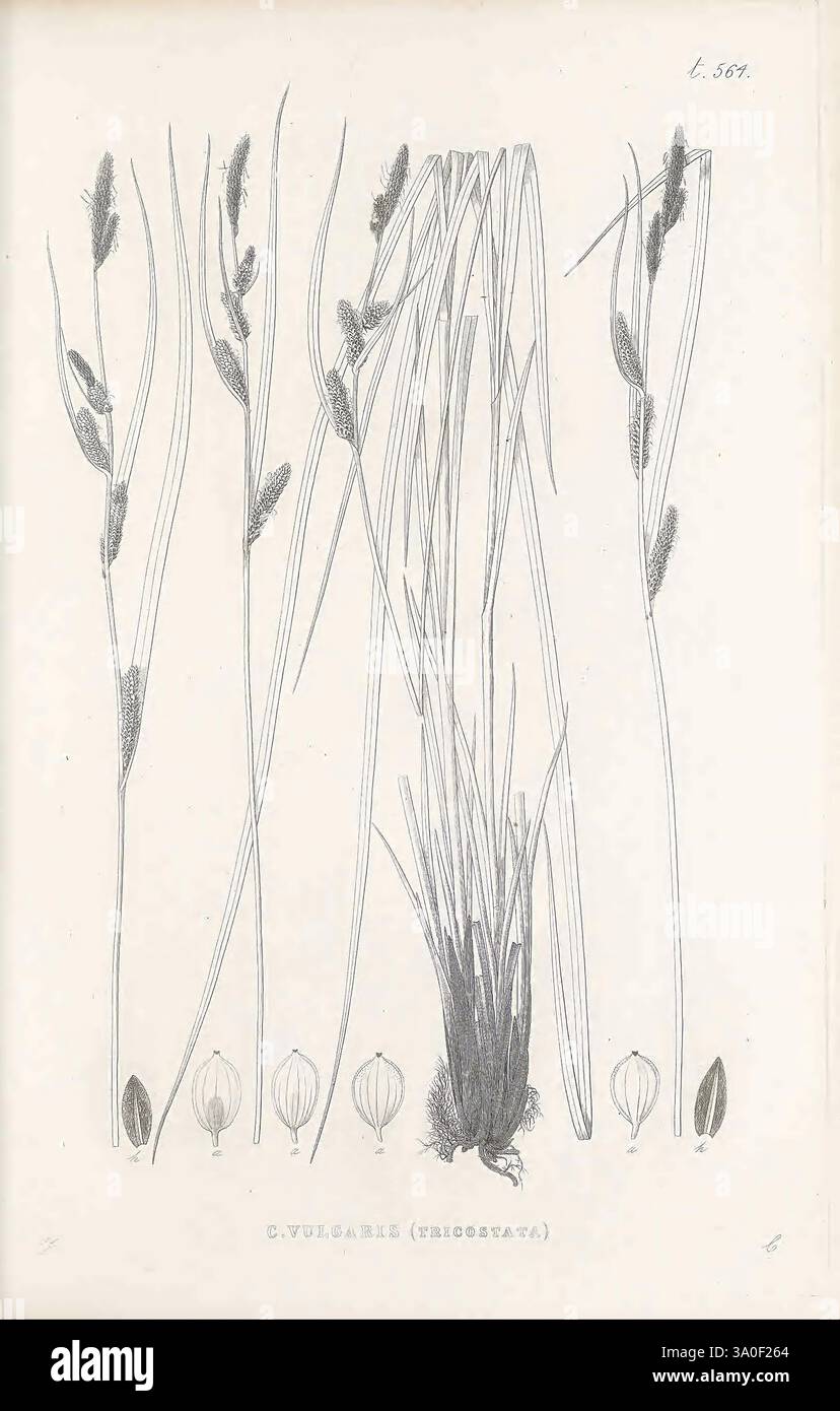Illustrations of the genus Carex, London, William Pamplin, 1858-1867 ...
