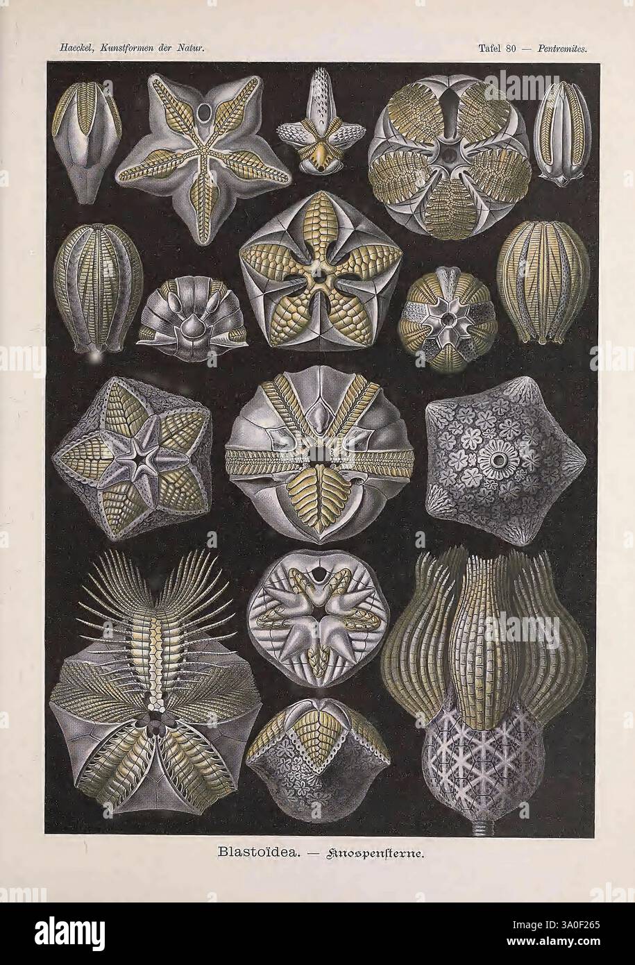 Fascinating array of echinoderm fossils hi-res stock photography and ...