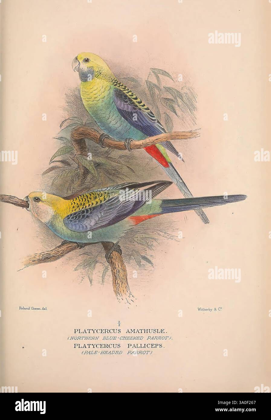 Representation of two vibrant parakeets hi-res stock photography and ...