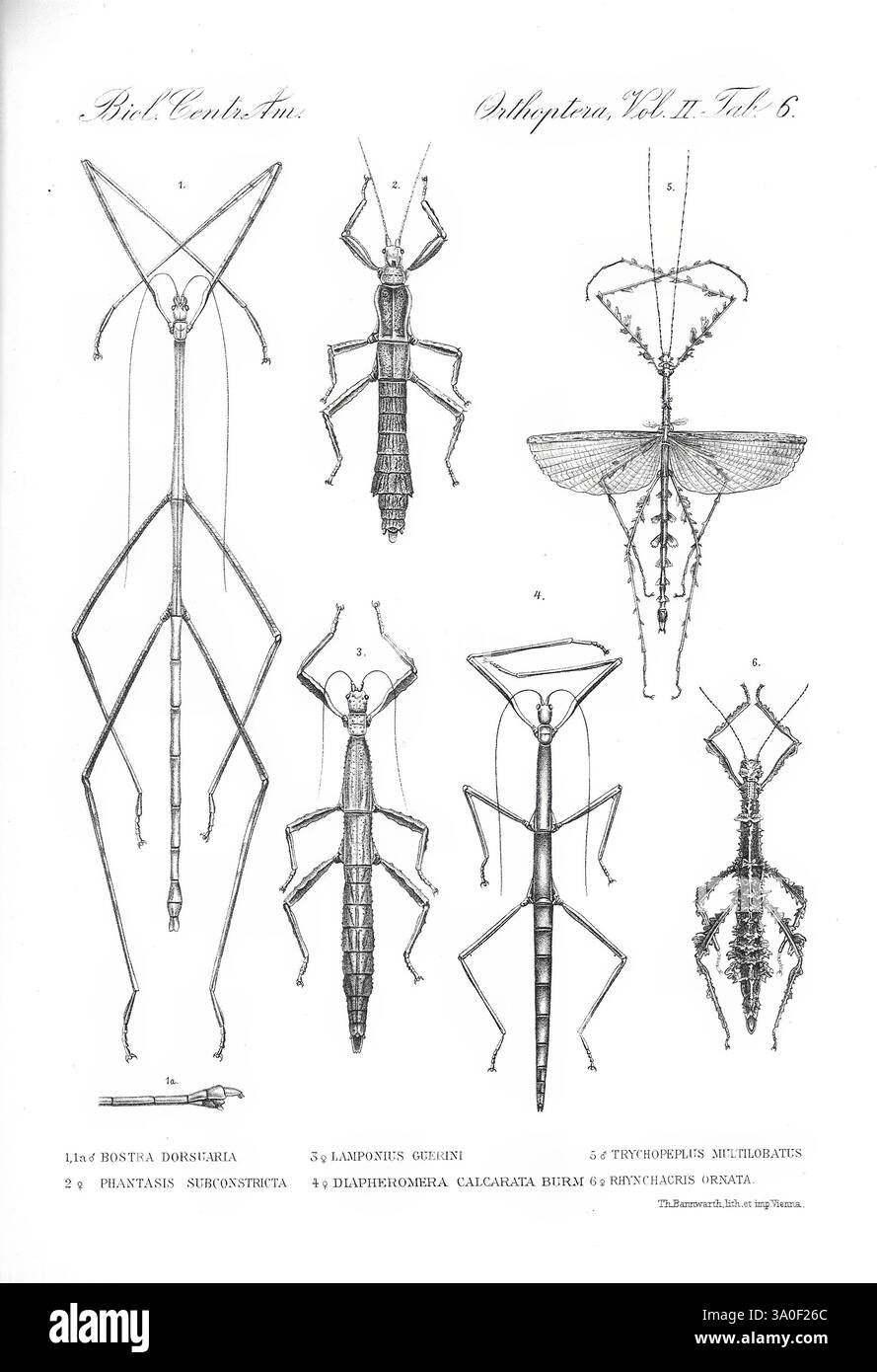 Biologia Centrali-Americana London, 1879-1915, Archaeology, Botany ...