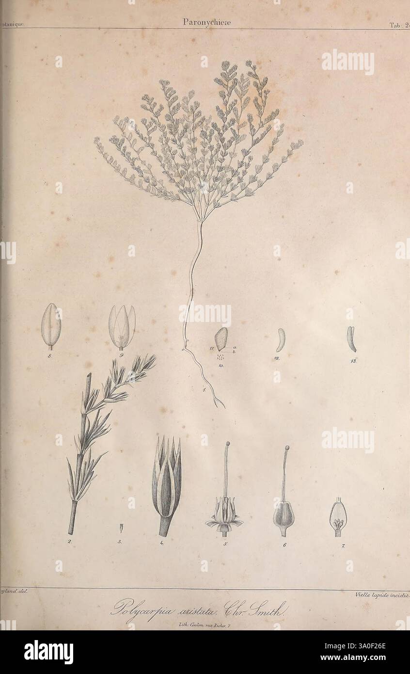 Histoire naturelle des Iles Canaries, Paris, Béthune, éditeur, 1836 ...