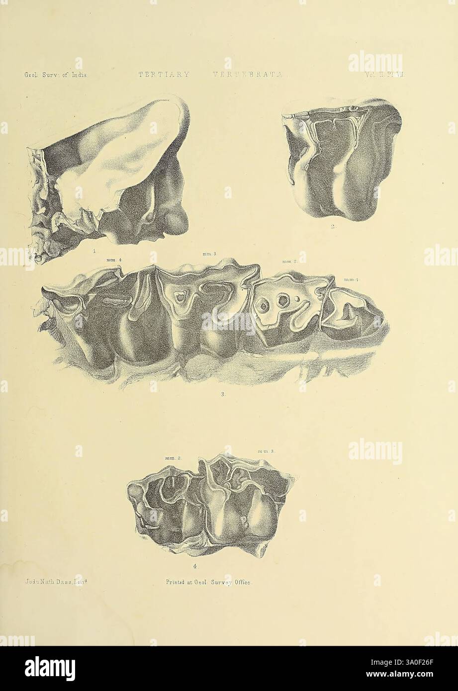 Top section displays individual tooth profiles hi-res stock photography ...