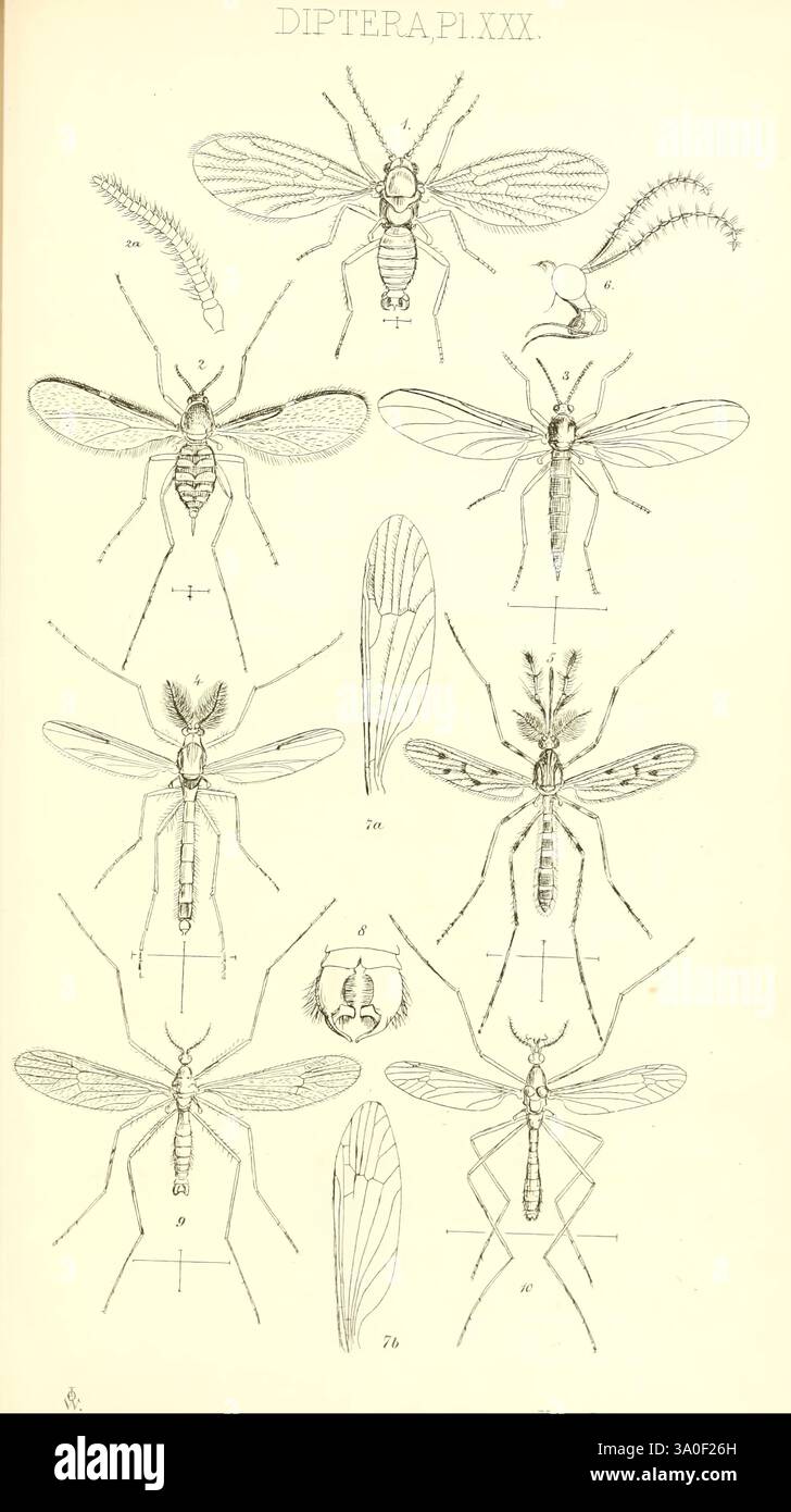 Insecta Britanica, Diptera, by Francis Walker. London, Reeve and Benham ...