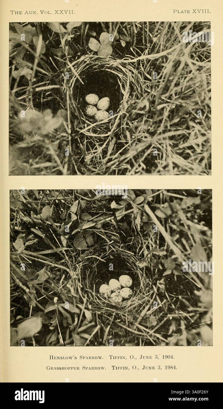 Scene showcases two nests hi-res stock photography and images - Alamy