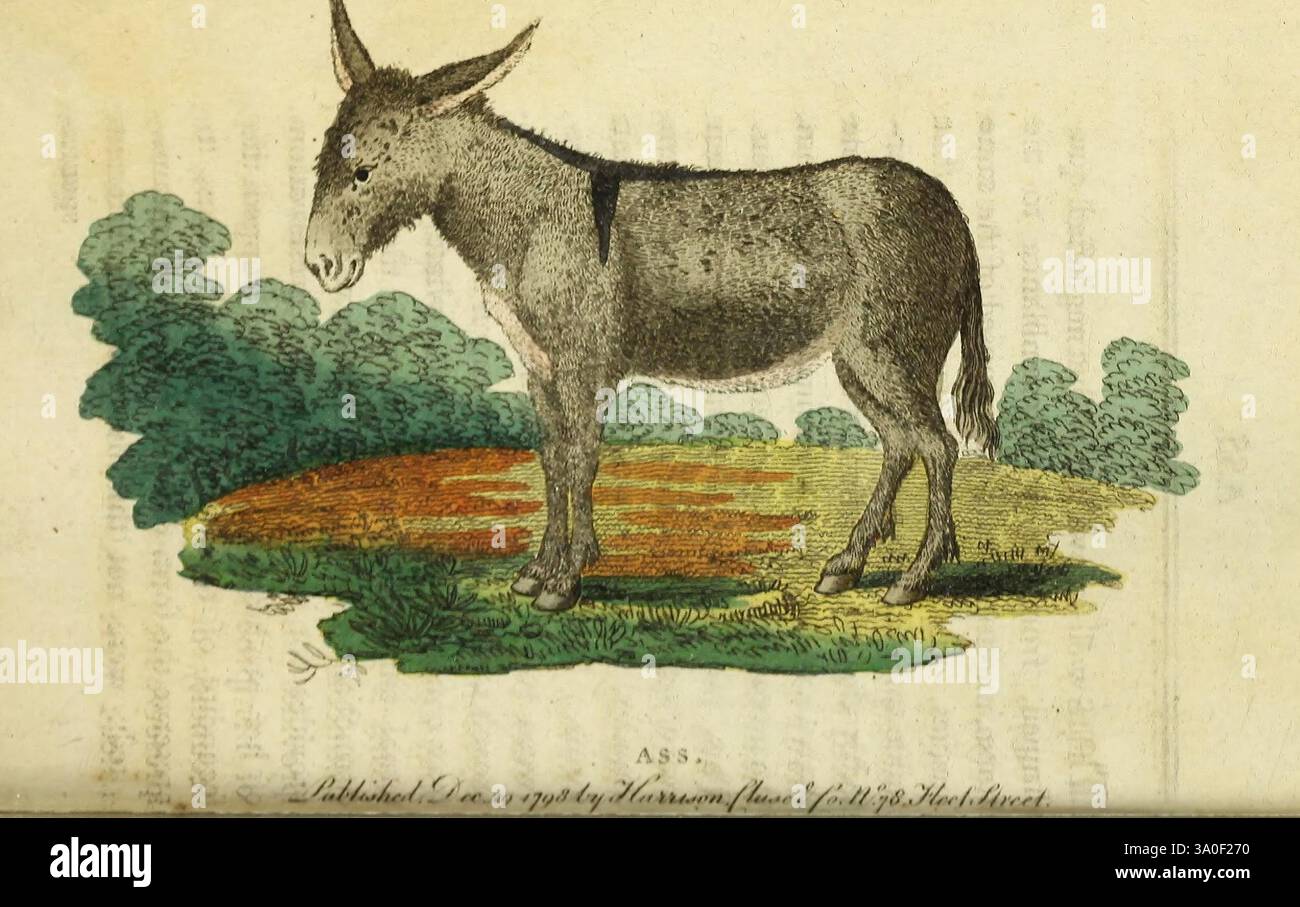 Donkeys sturdy build hi-res stock photography and images - Alamy