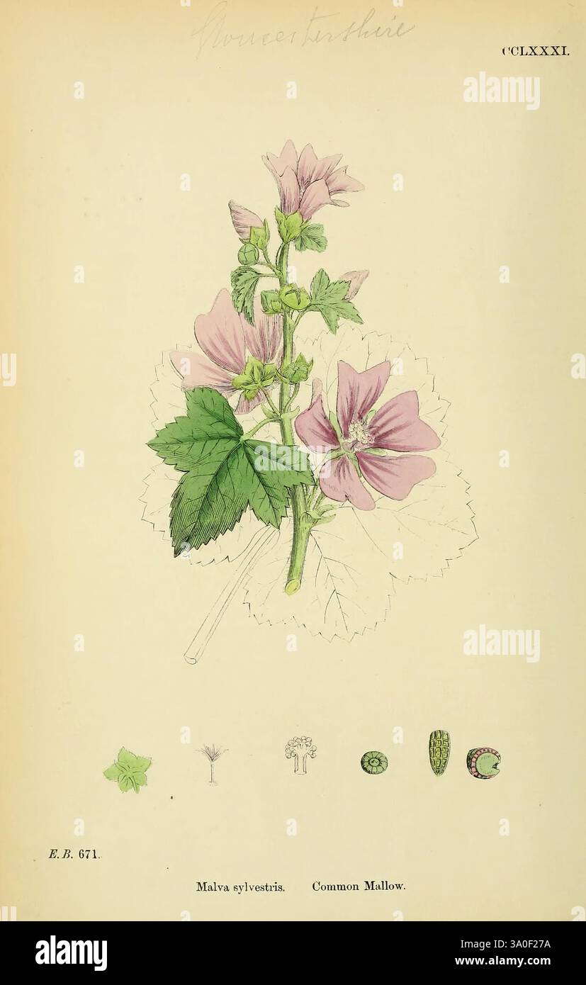 Detailed botanical illustration of malva sylvestris hi-res stock ...
