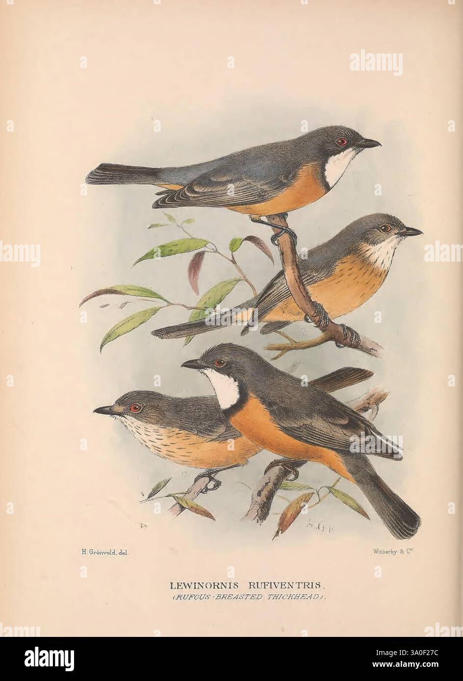 Trio of lewins honeyeater birds hi-res stock photography and images - Alamy