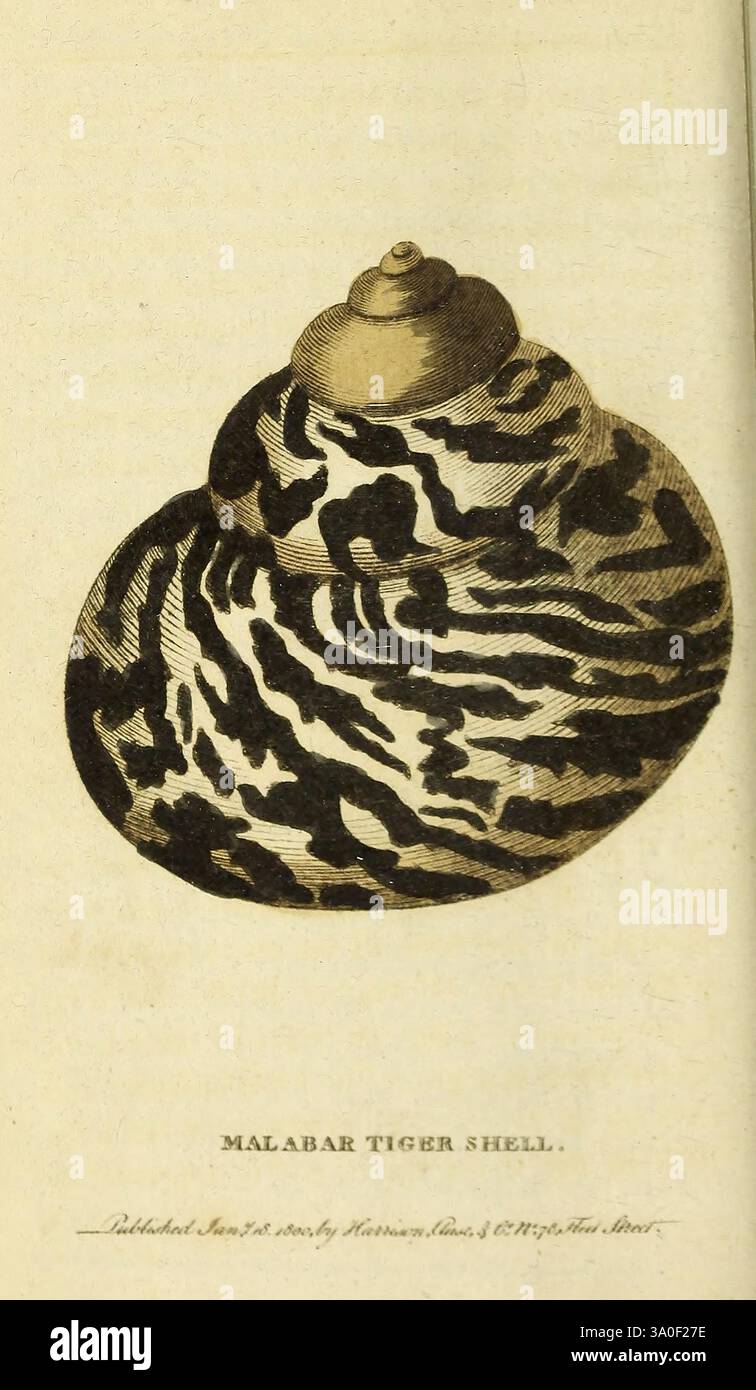 Showcased in detailed illustration hi-res stock photography and images ...