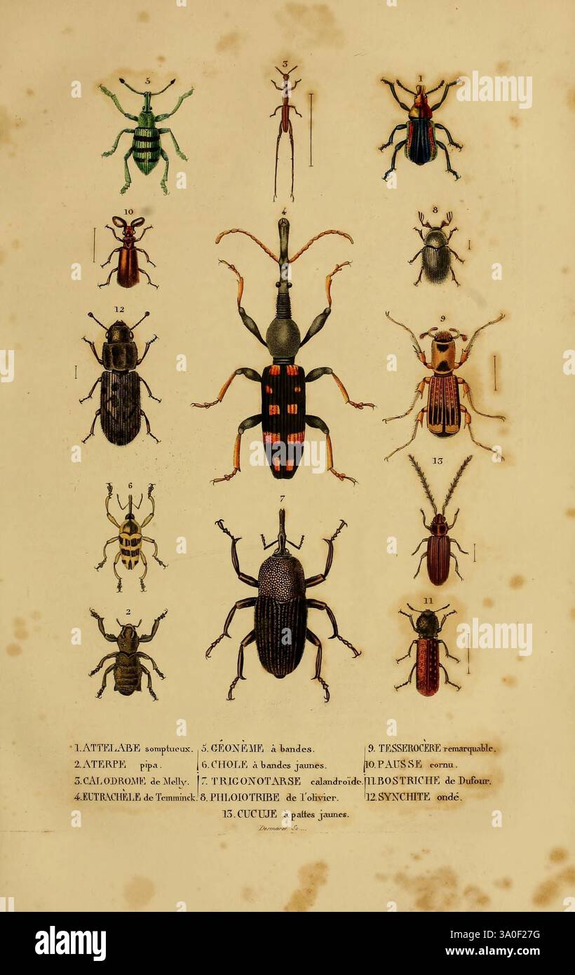 Insect contributes hi-res stock photography and images - Alamy