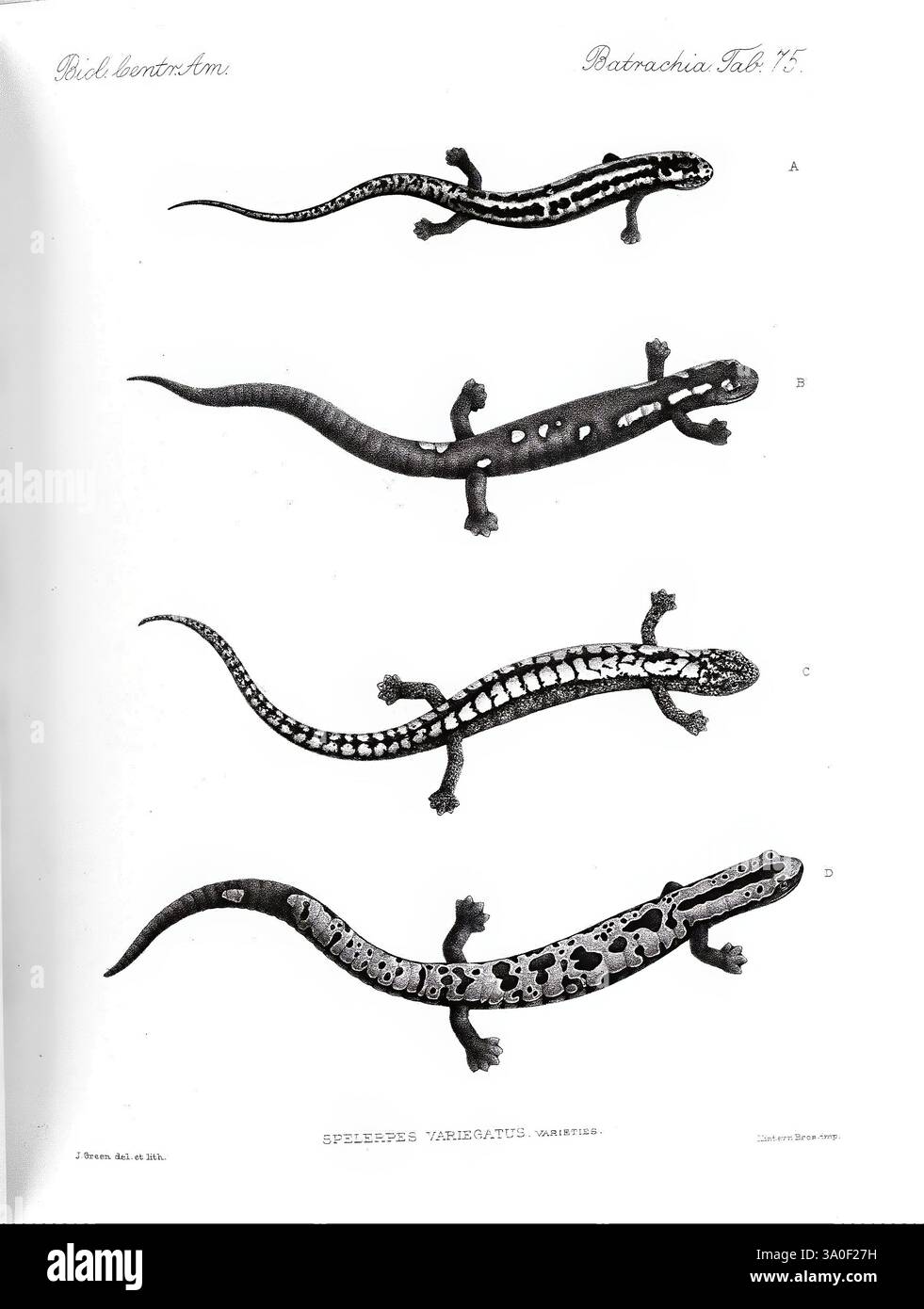 Four distinct species of salamanders hi-res stock photography and ...