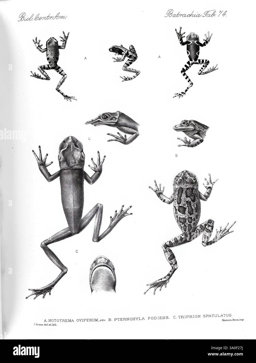 Indicating different frogs hi-res stock photography and images - Alamy