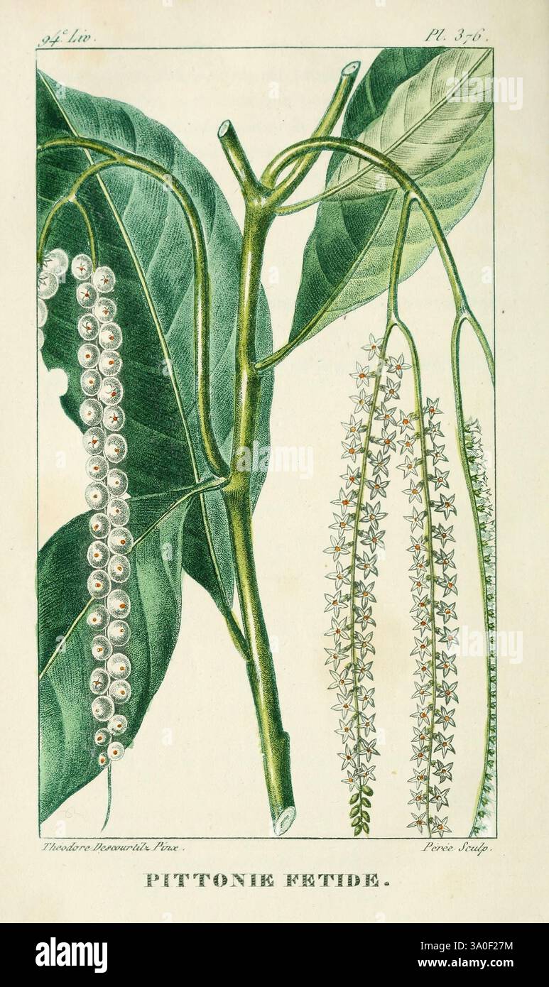 Showcases two distinct growth forms hi-res stock photography and images ...