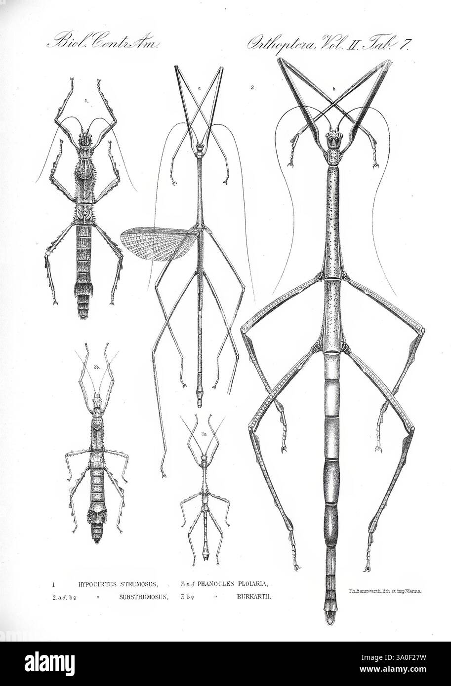 Displaying distinct body shapes hi-res stock photography and images - Alamy