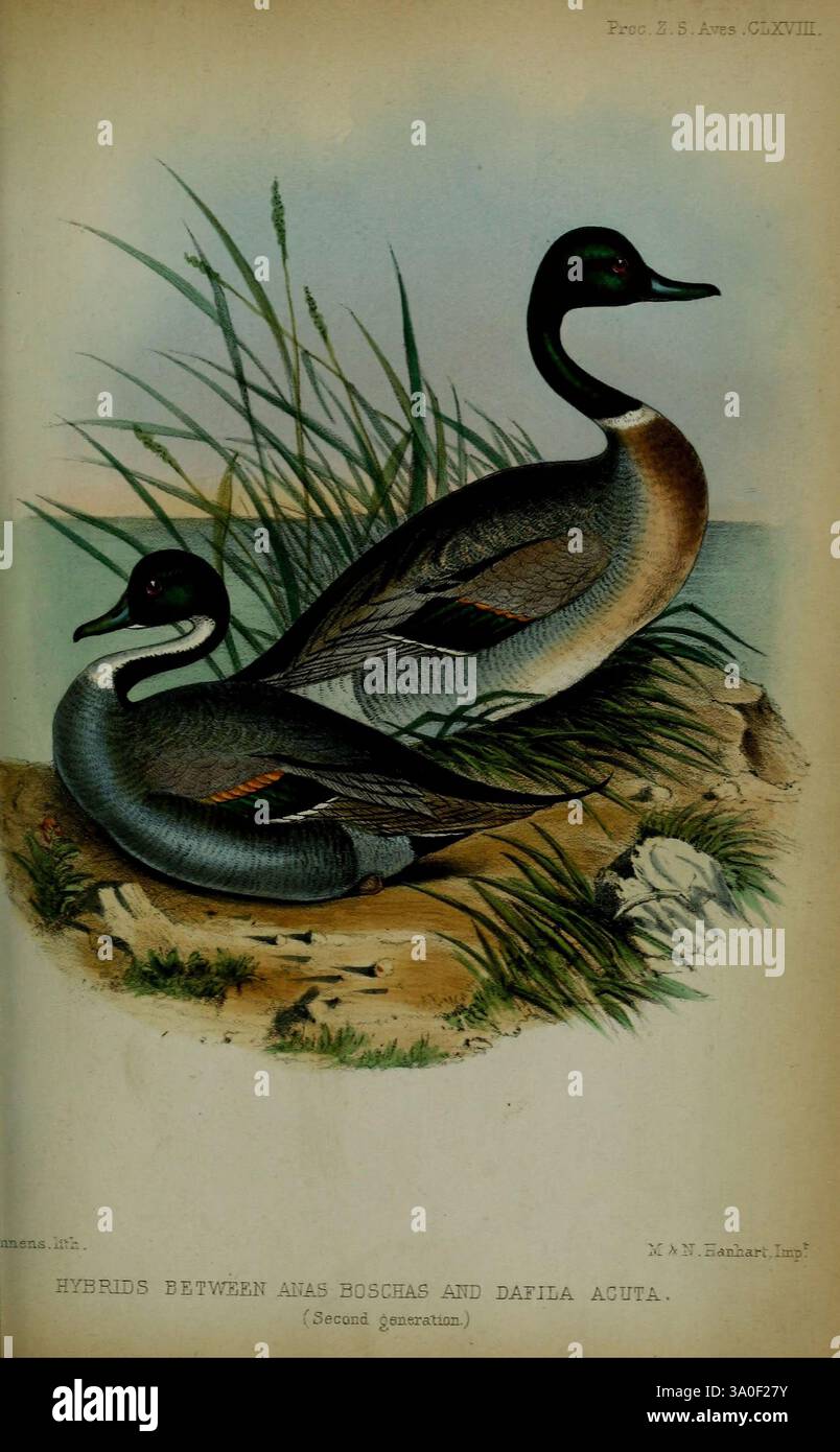 Two distinct hybrid ducks hi-res stock photography and images - Alamy