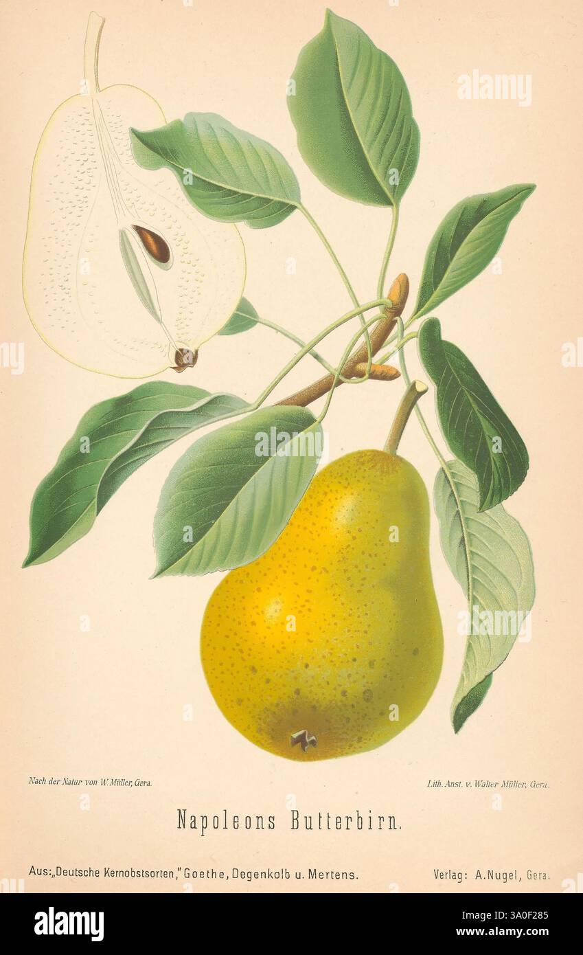 Pear cider history hi-res stock photography and images - Alamy