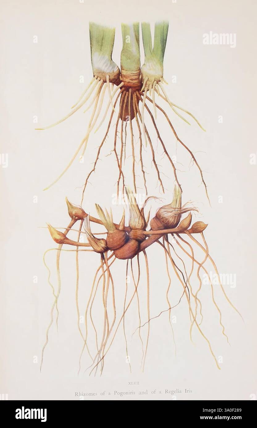 Regelia species hi-res stock photography and images - Alamy