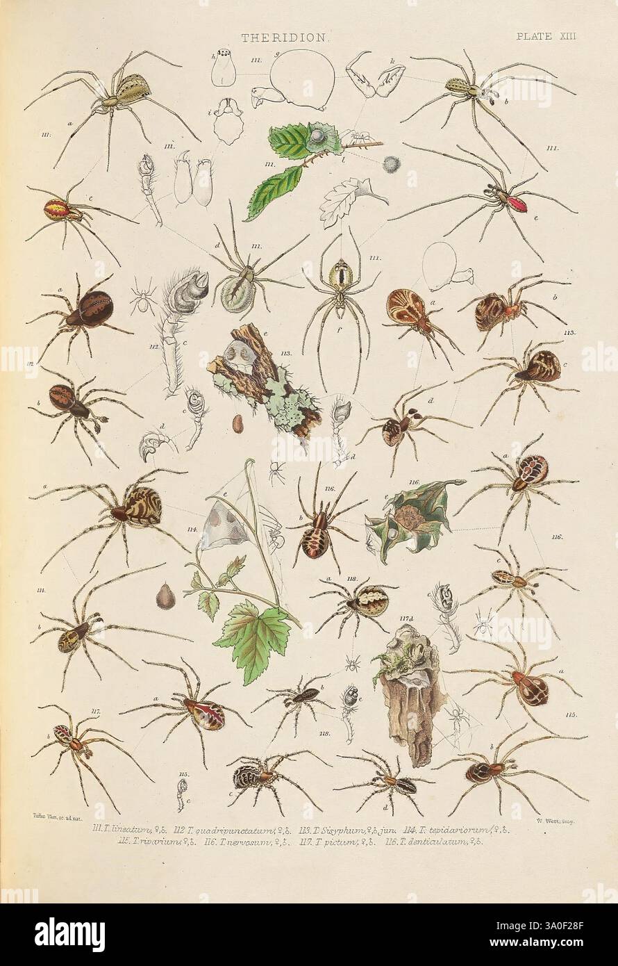 Specifically various species of theridiid spiders hi-res stock ...