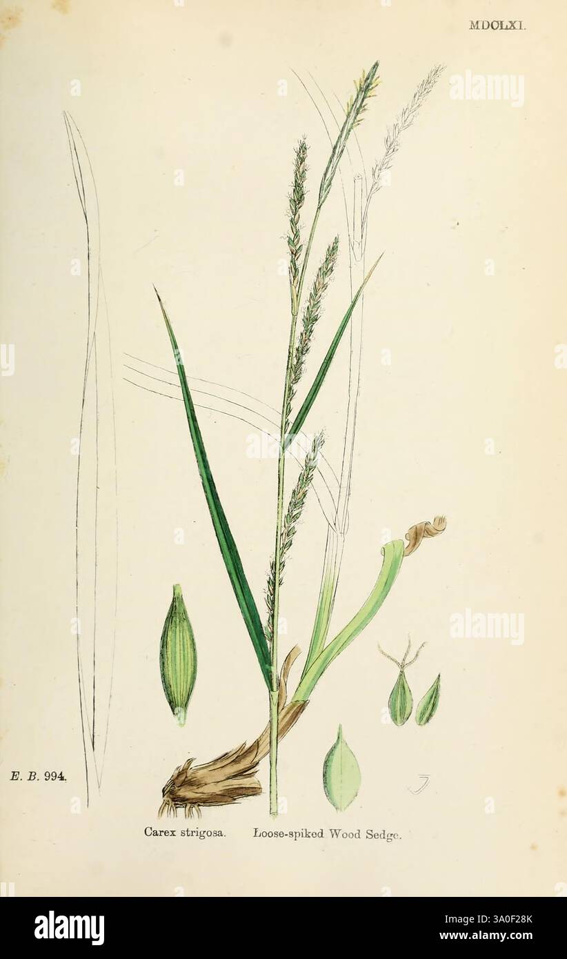 Green foliage alongside delicate seed heads hi-res stock photography ...